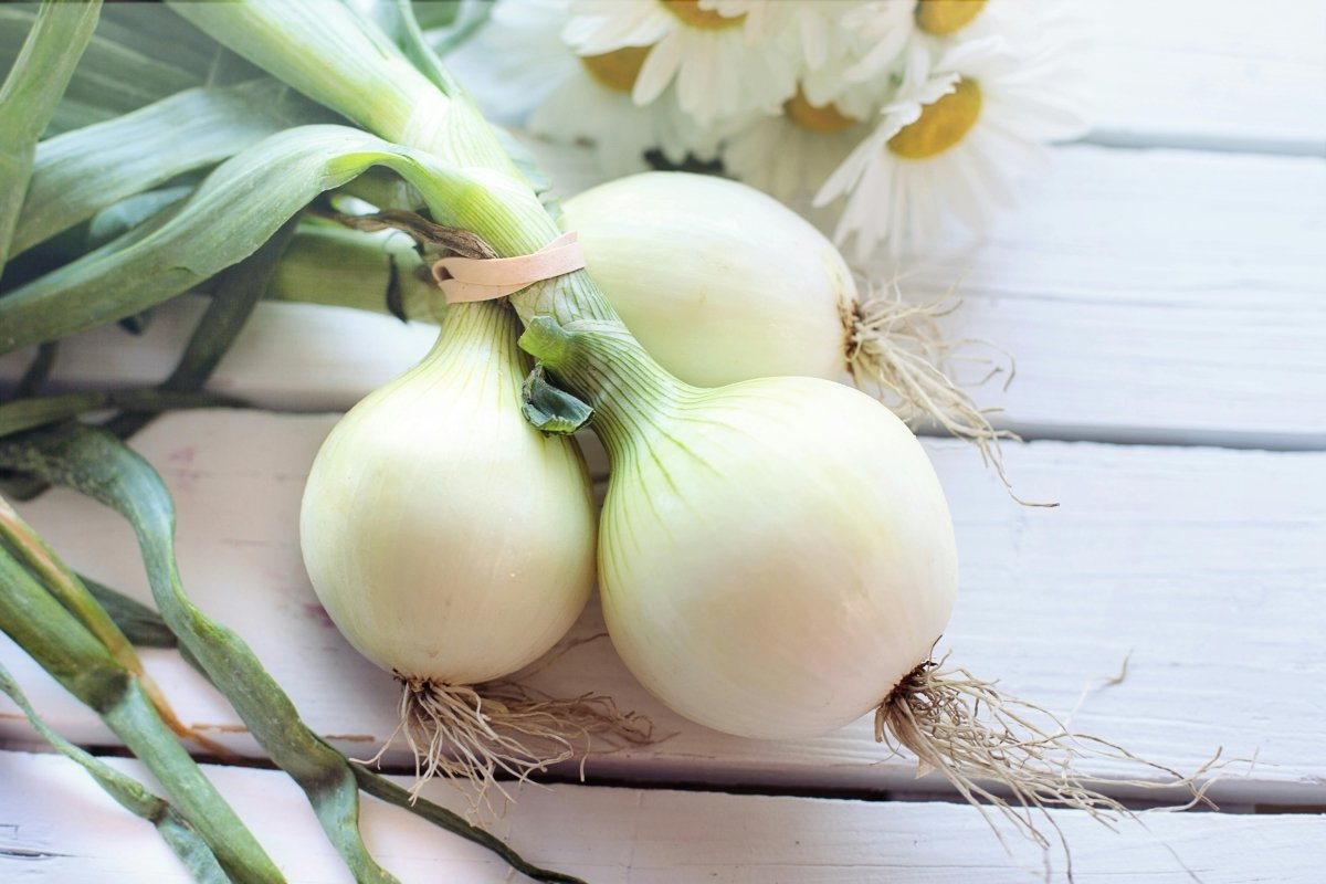 Onion Extract vs. Fenugreek for Hair Growth: Why Fenugen is a Superior ...